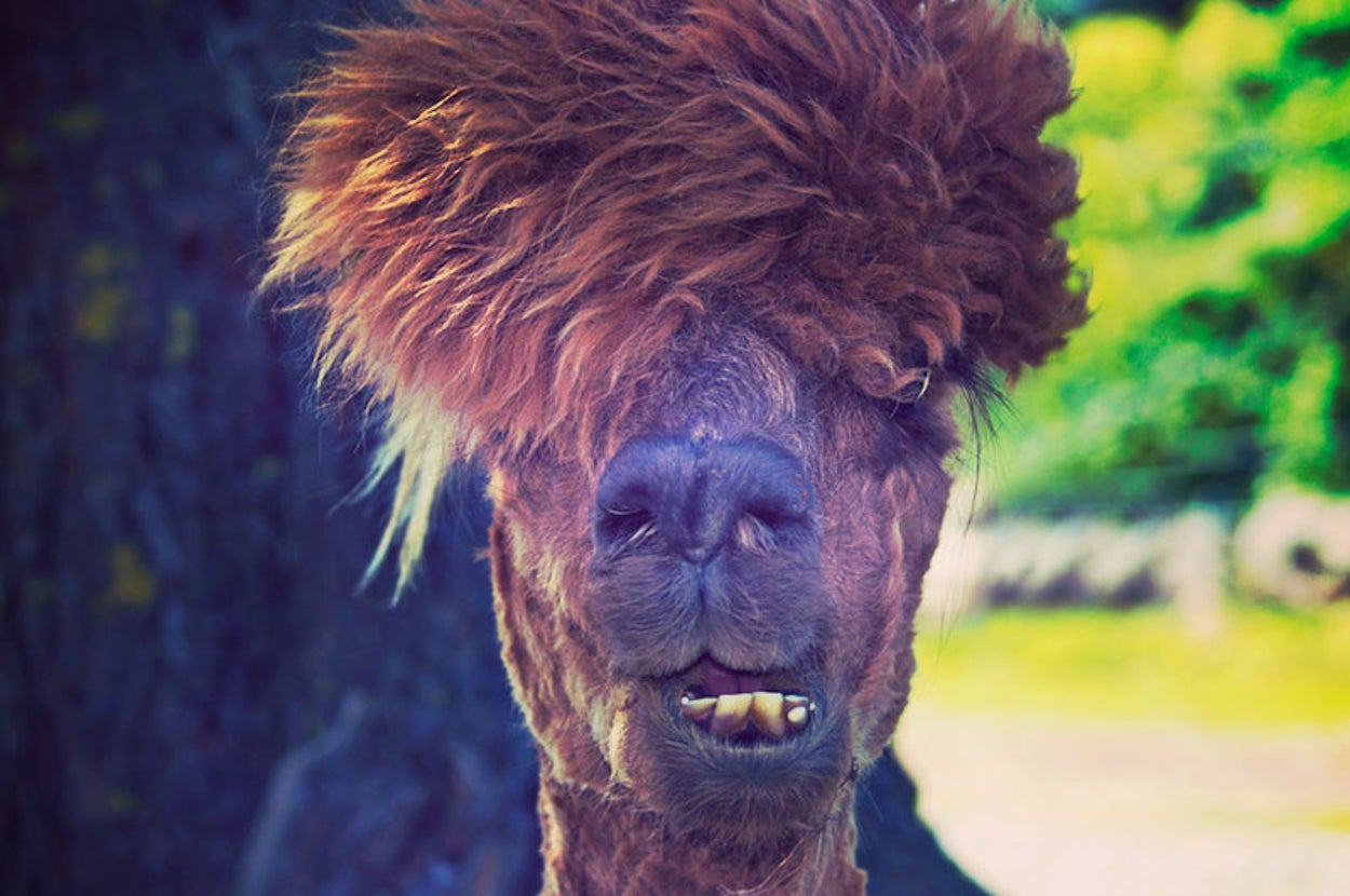 Which "Divergent" Faction Would These 11 Animals Belong To?