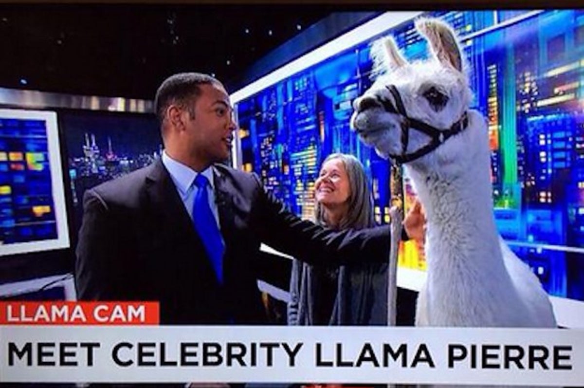 CNN Interviews A Celebrity Llama Named Pierre On Live TV