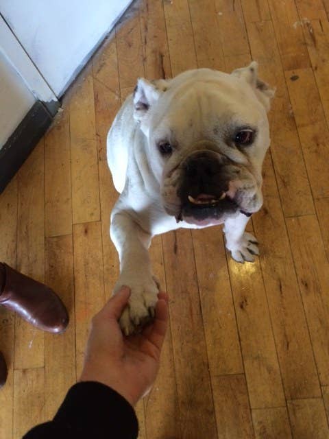 17 Dogs Who Are Polite Little Gentlemen