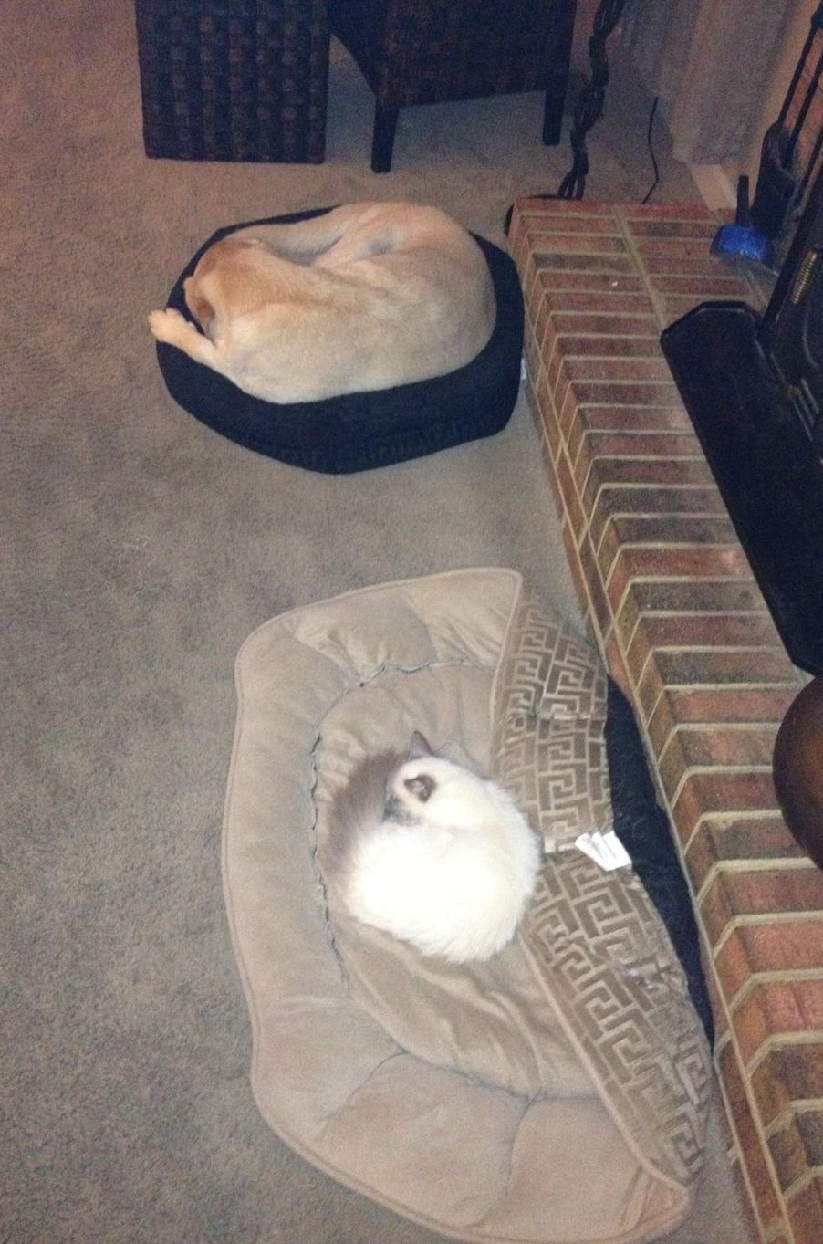 17 Dogs Who Are Polite Little Gentlemen