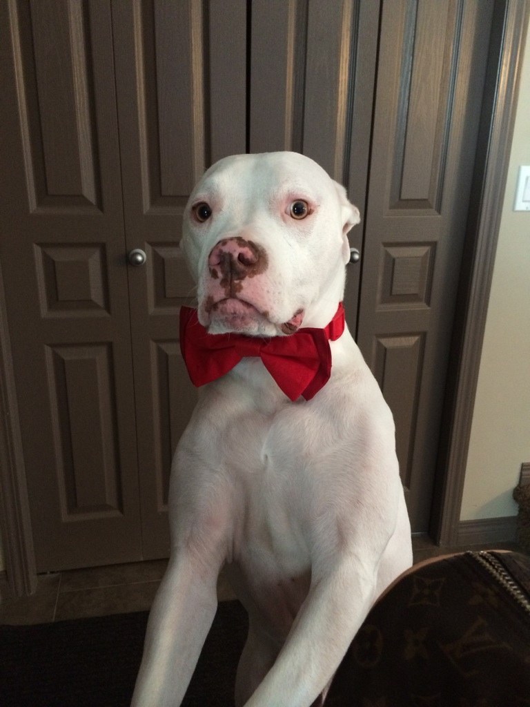 17 Dogs Who Are Polite Little Gentlemen