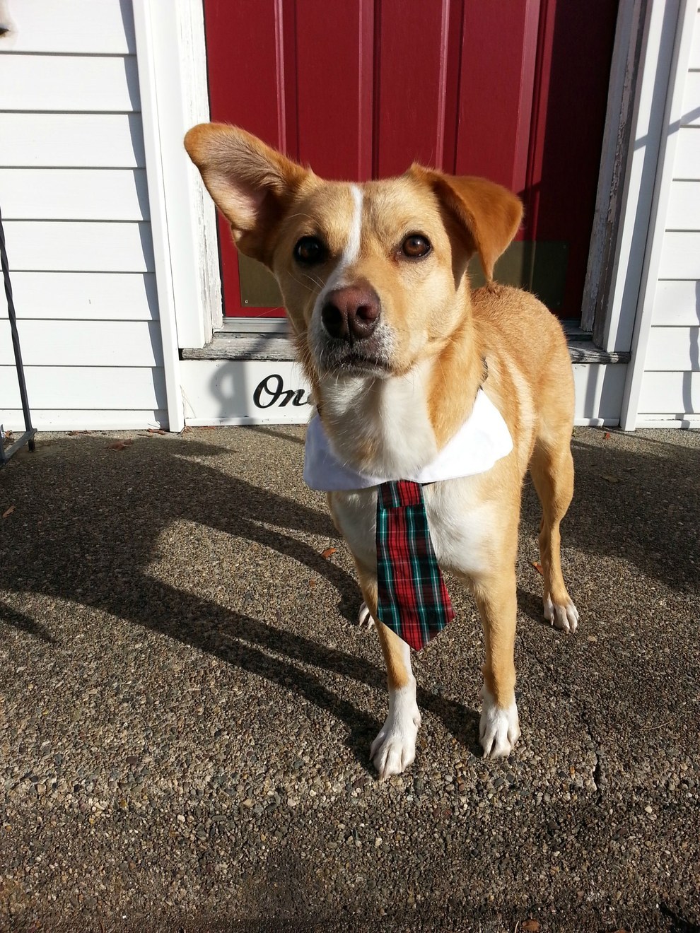 17 Dogs Who Are Polite Little Gentlemen