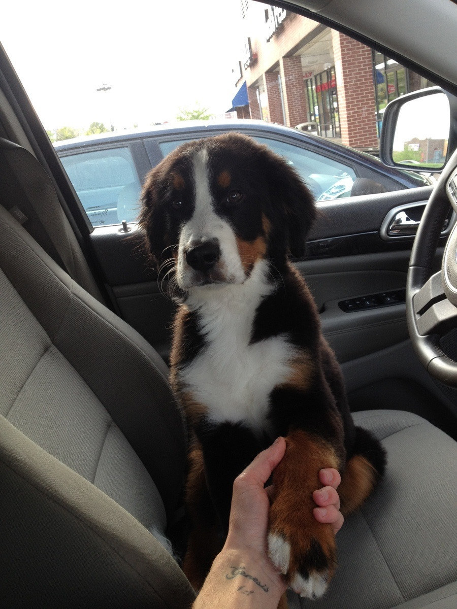 17 Dogs Who Are Polite Little Gentlemen