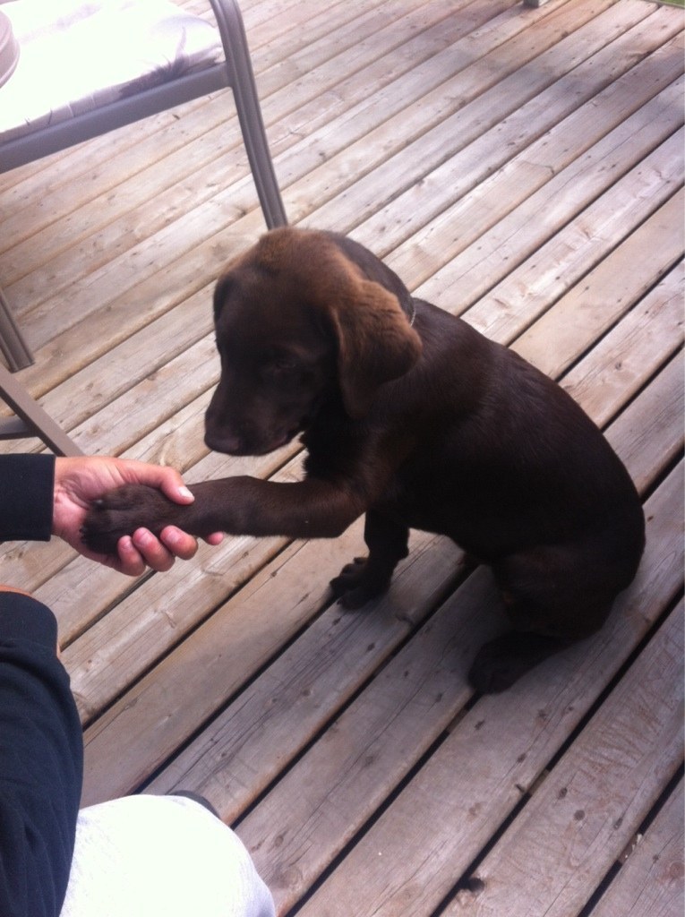 17 Dogs Who Are Polite Little Gentlemen