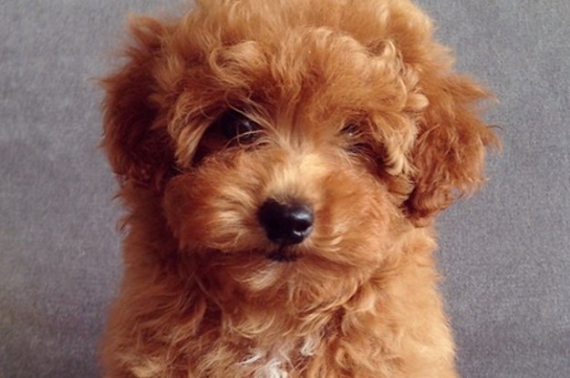 15 Señales de que tu perro es en realidad un osito de peluche