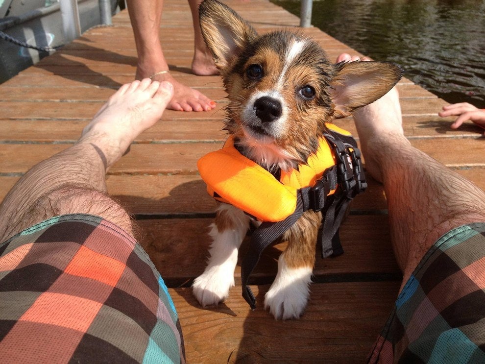 16 Corgis Who Promise Not To Trip The Queen