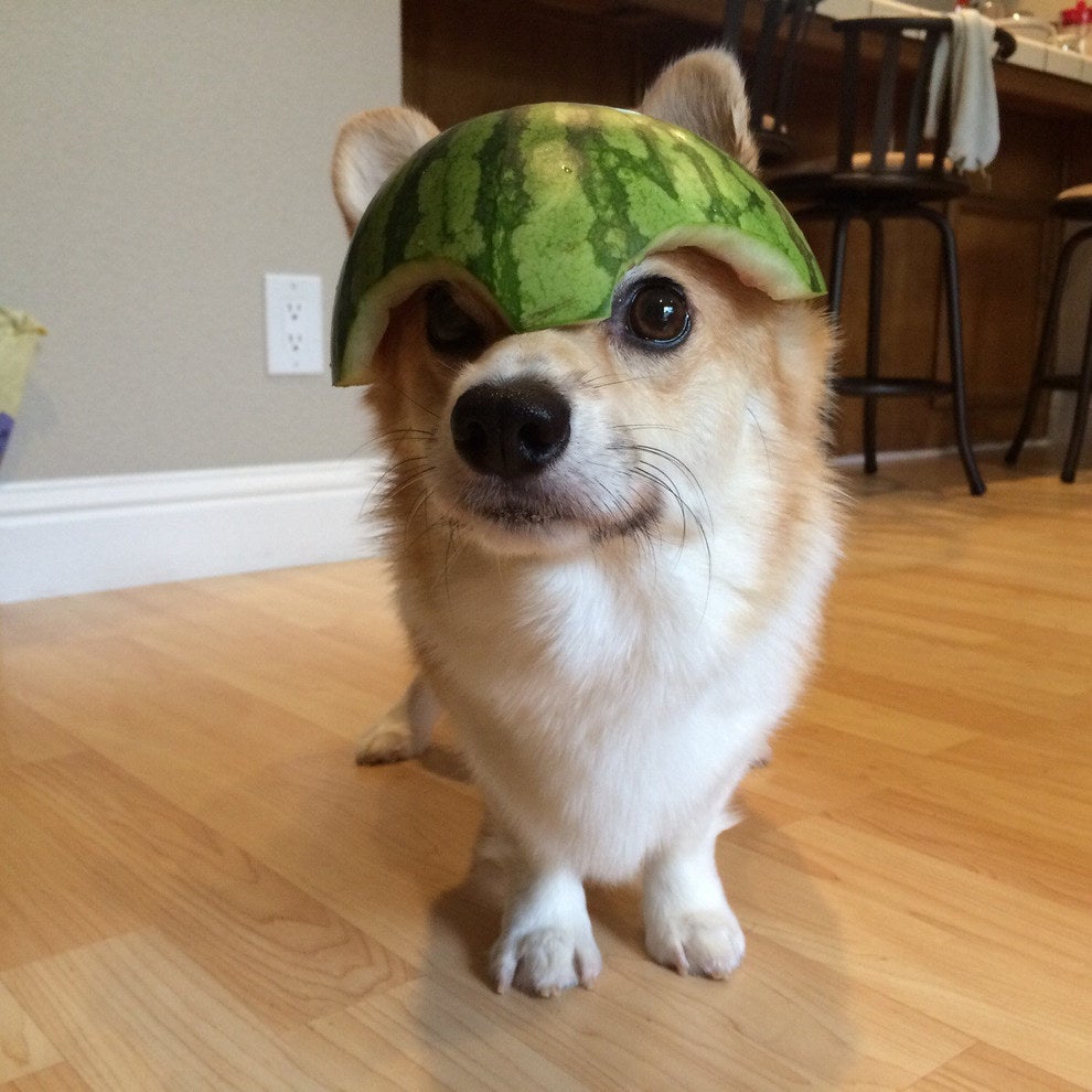 16 Corgis Who Promise Not To Trip The Queen