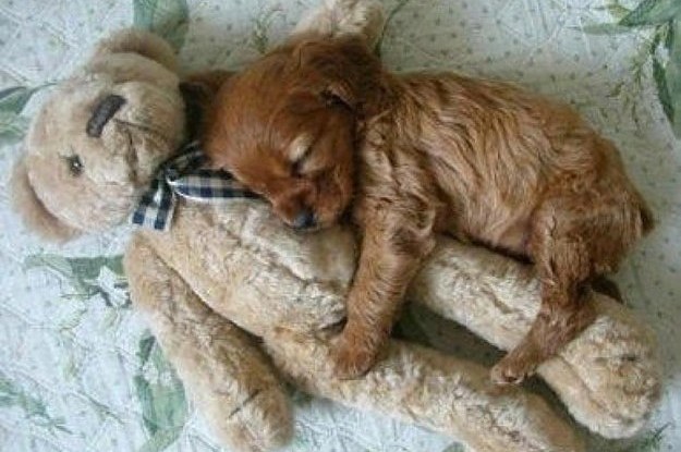 A Pop-Up Cuddle Cafe Is Coming To London