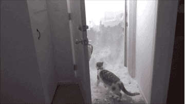 Heroic Cat Defeats Snow In Battle For His Family's Home