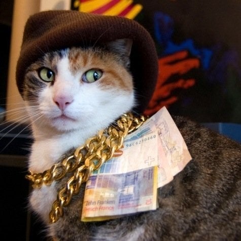21 Animals Living The Thug Life