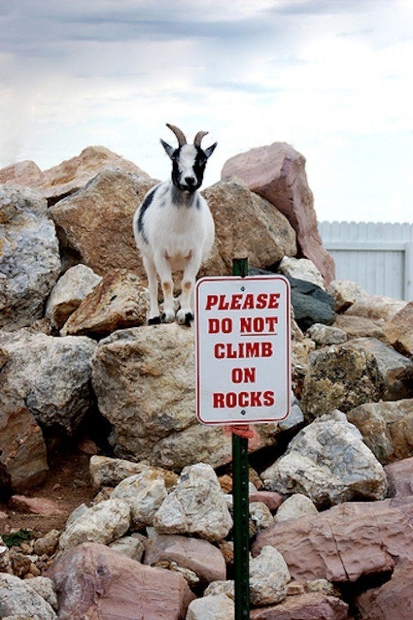 21 Animals Living The Thug Life