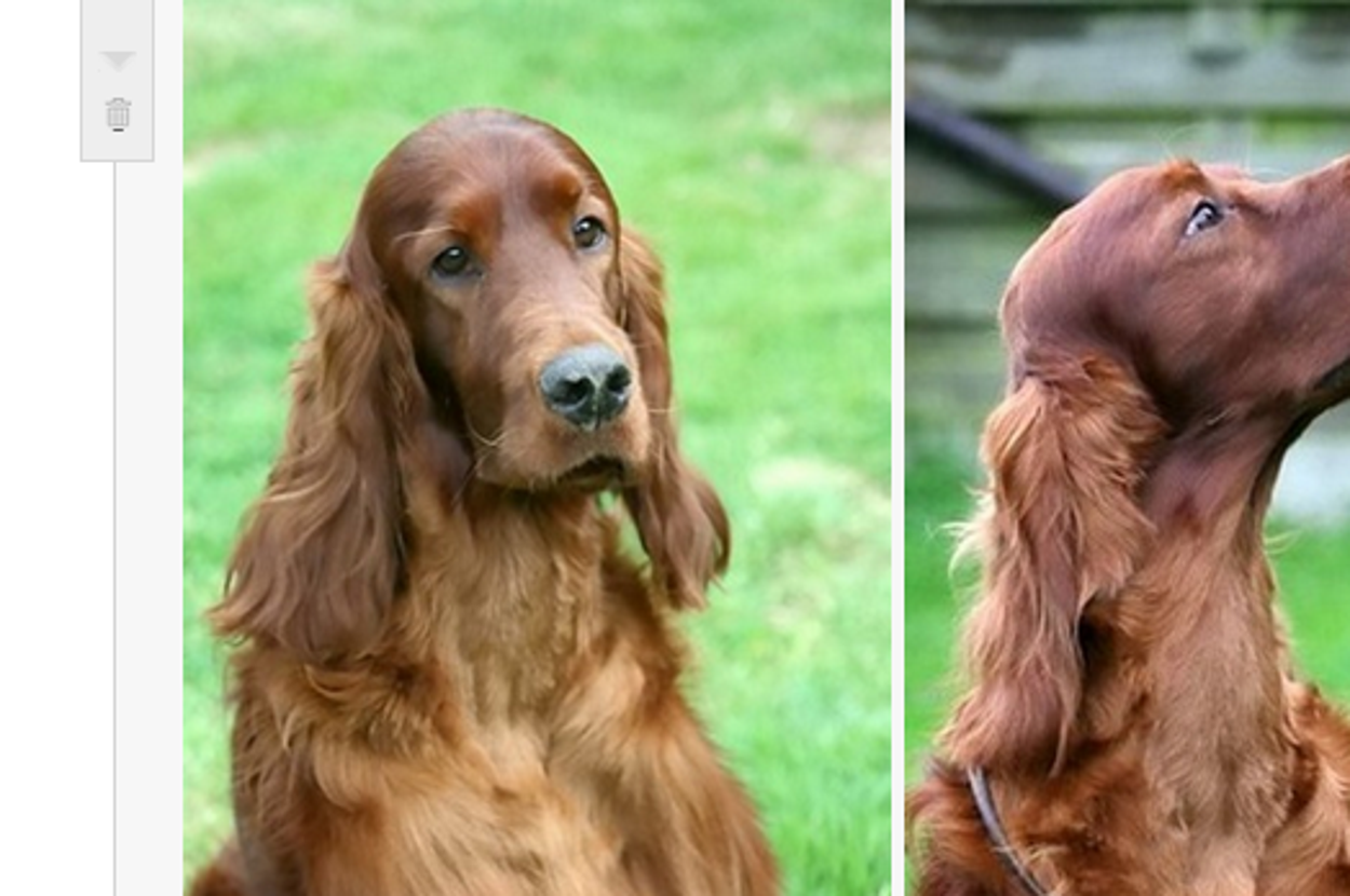 Two Dogs Are Dead And Others Have Fallen Ill In A Scandal That’s Shaken ...