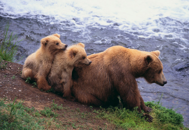 Is This A Real Bear Or Nah?