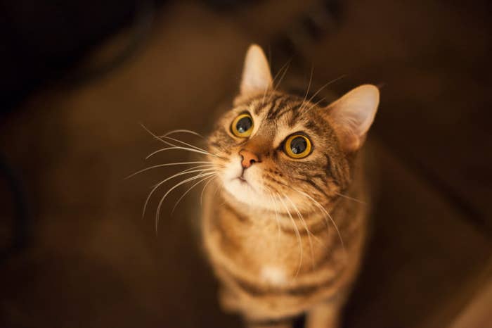 12 Cats That Are Definitely Libertarians