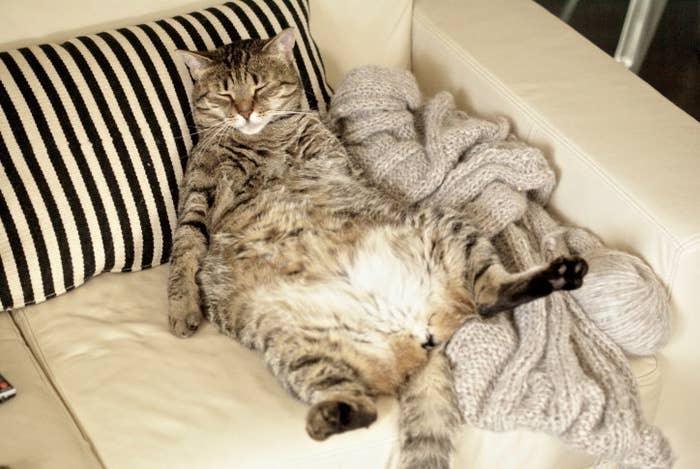 12 Cats That Are Definitely Libertarians