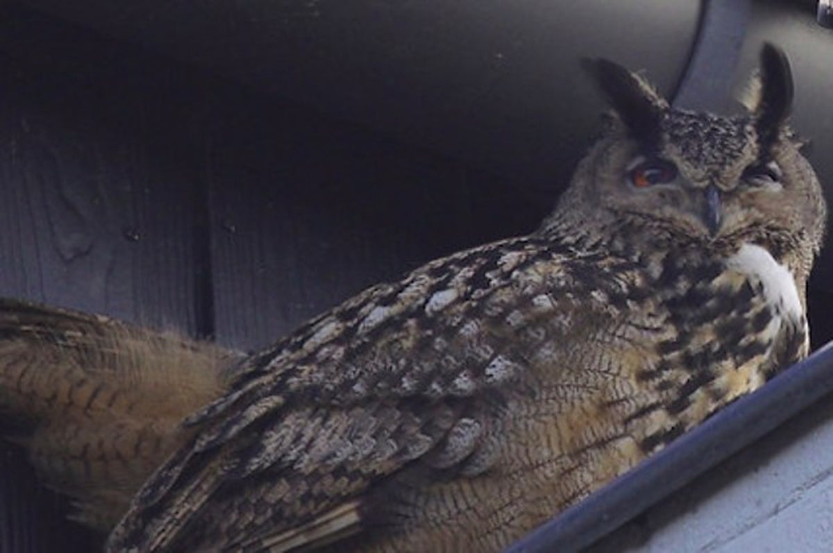 "Terror Owl" That Attacked, Gouged People In Dutch Town Is Finally Caught