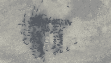 Watch This Farmer Make A Huge Pi Out Of Cows In Honor Of Pi Day