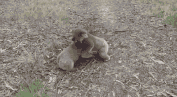 Two Koalas Have Been Caught On Camera In An Epic Wrestling Match