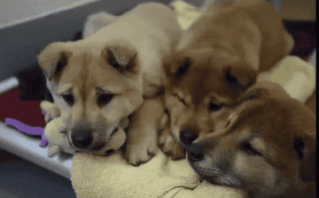 57 Adorable Dogs Arrive In San Francisco After Being Rescued From A Dog ...