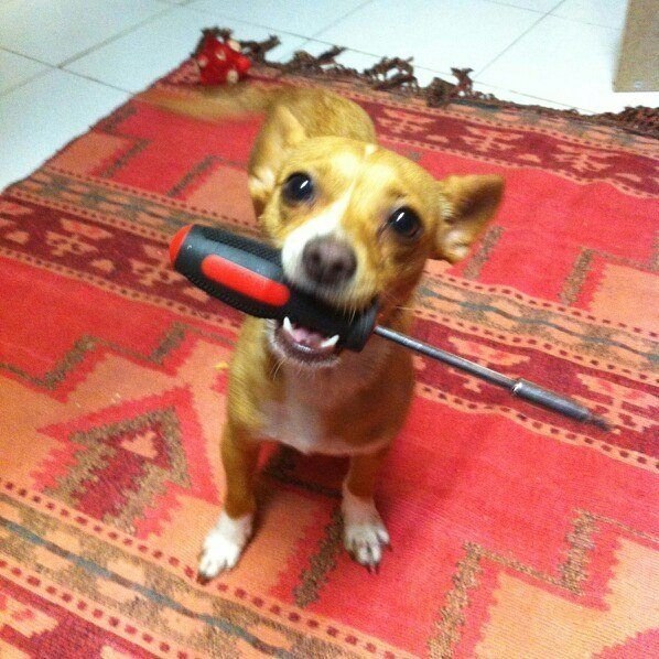 17 Dogs Who Are Polite Little Gentlemen