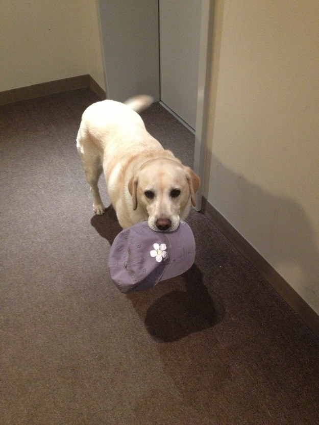 17 Dogs Who Are Polite Little Gentlemen