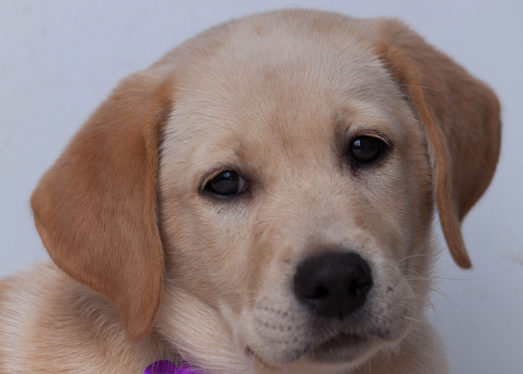 19 Cosas que nadie te dijo sobre tener tu primer perrito