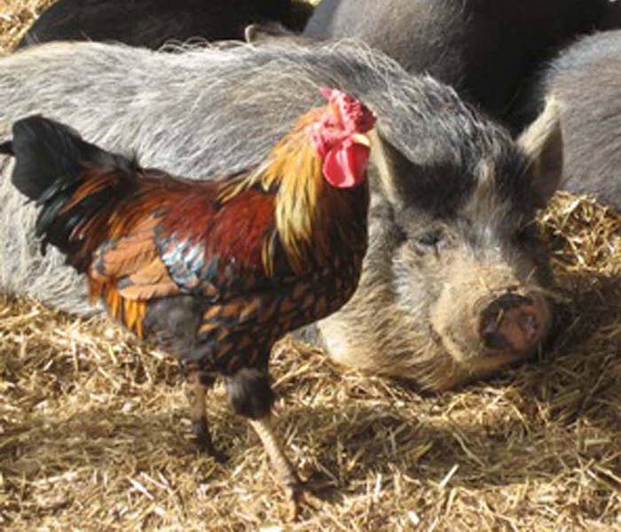 10 Pictures Of Birds And Pigs Coexisting