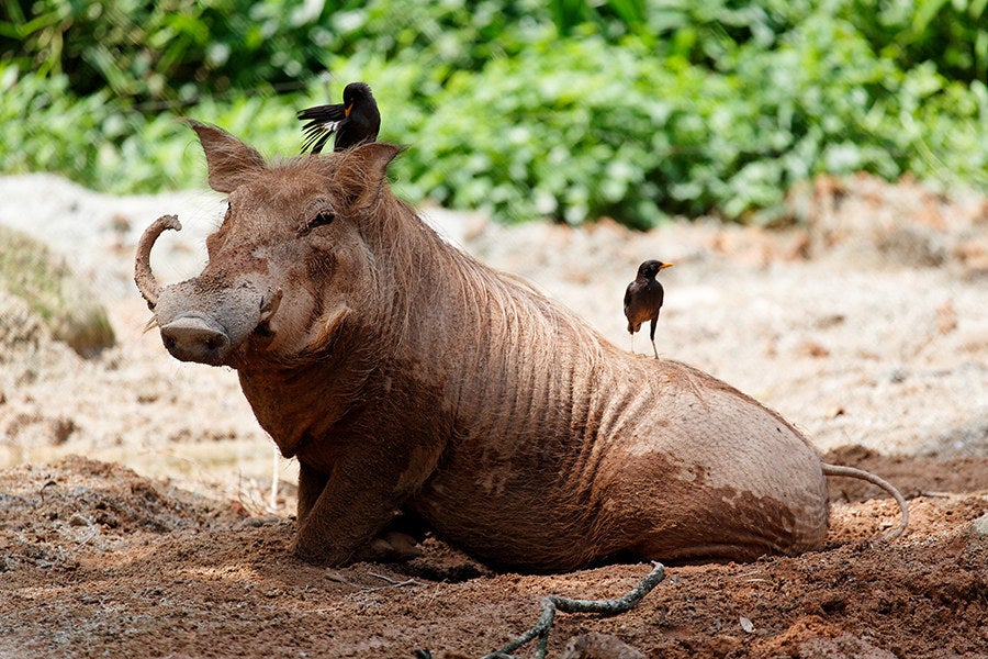 10 Pictures Of Birds And Pigs Coexisting