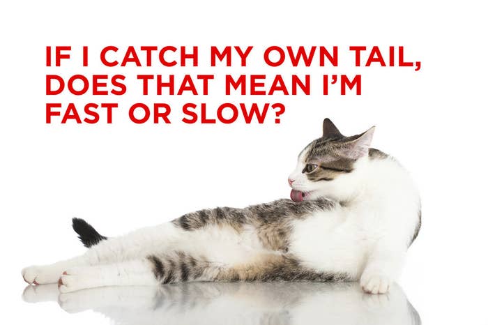 13 Profound Shower Thoughts All Cats Have
