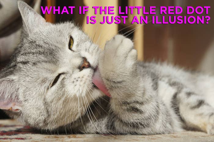 13 Profound Shower Thoughts All Cats Have