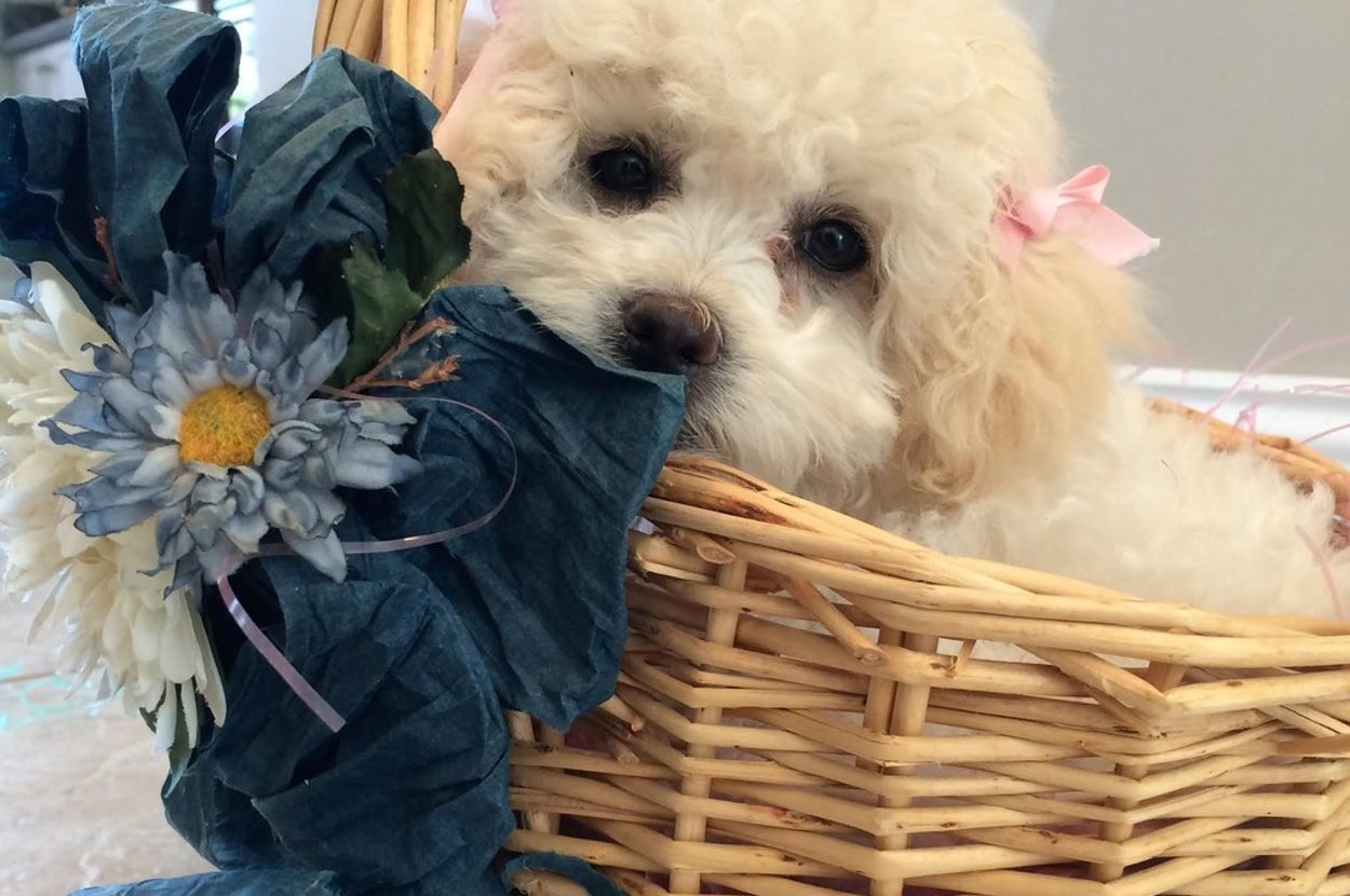 26 Dogs Who Mastered The Art Of The Begging Face