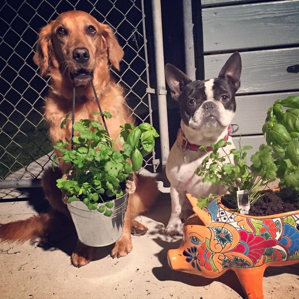 19 Times Riley The Golden Retriever Was Your Favorite Goofball