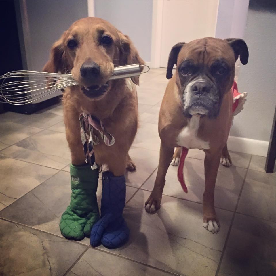 19 Times Riley The Golden Retriever Was Your Favorite Goofball