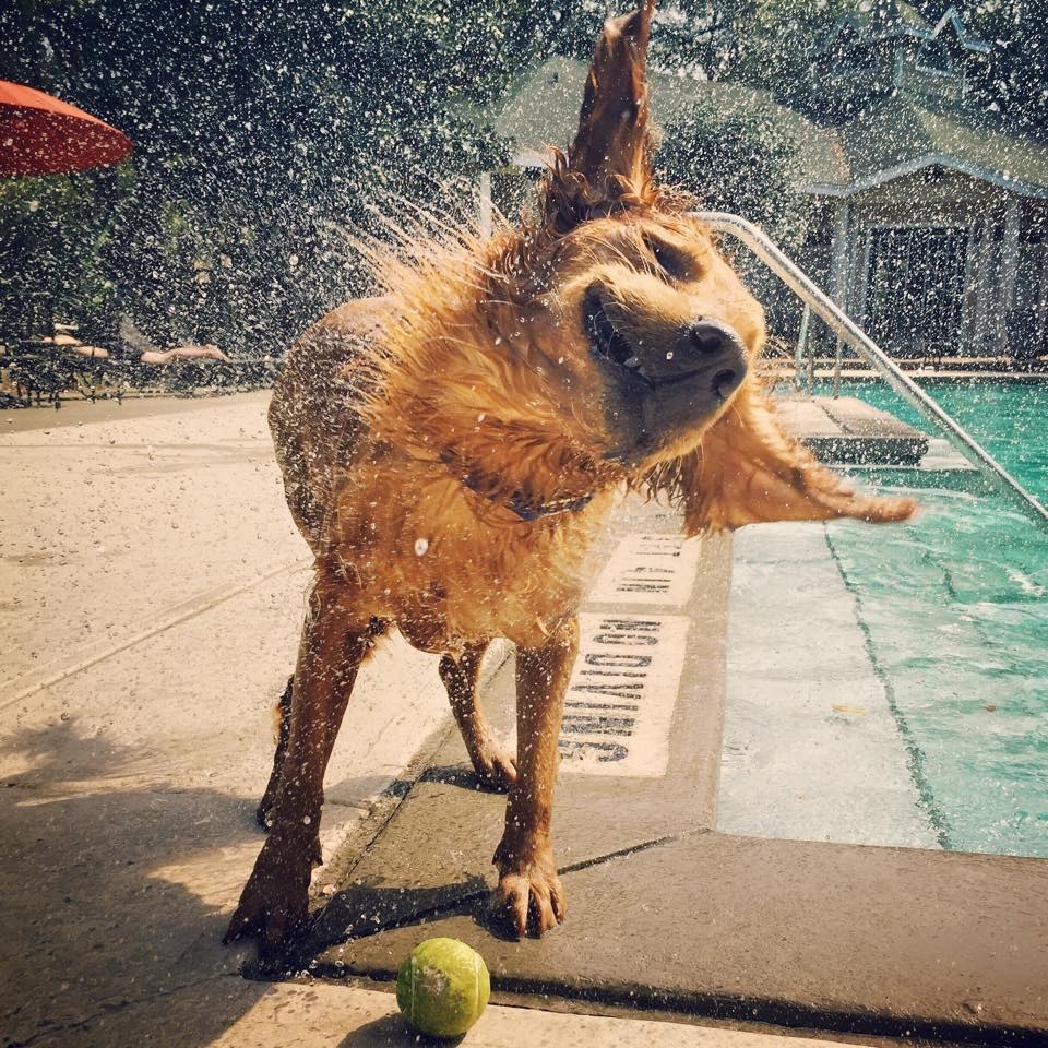 19 Times Riley The Golden Retriever Was Your Favorite Goofball