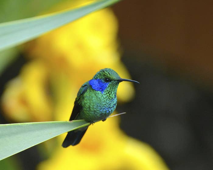 Hummingbirds Are More Badass Than You Realize