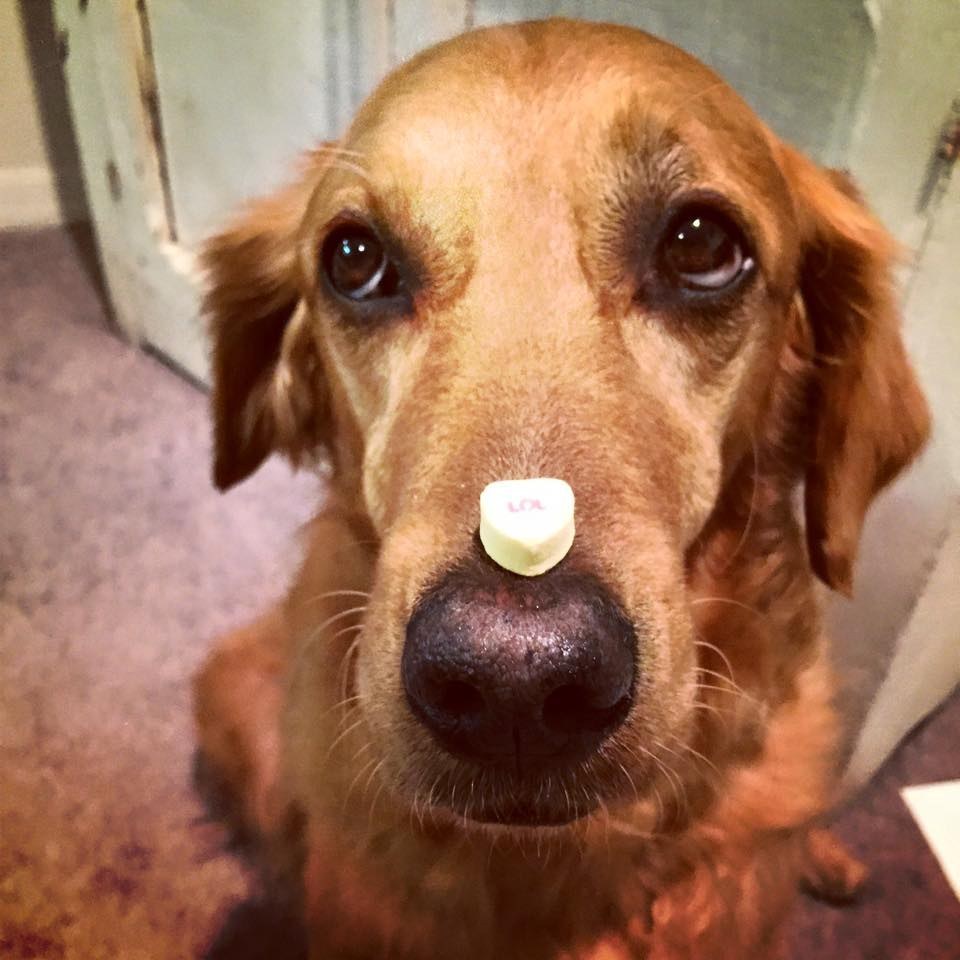 19 Times Riley The Golden Retriever Was Your Favorite Goofball