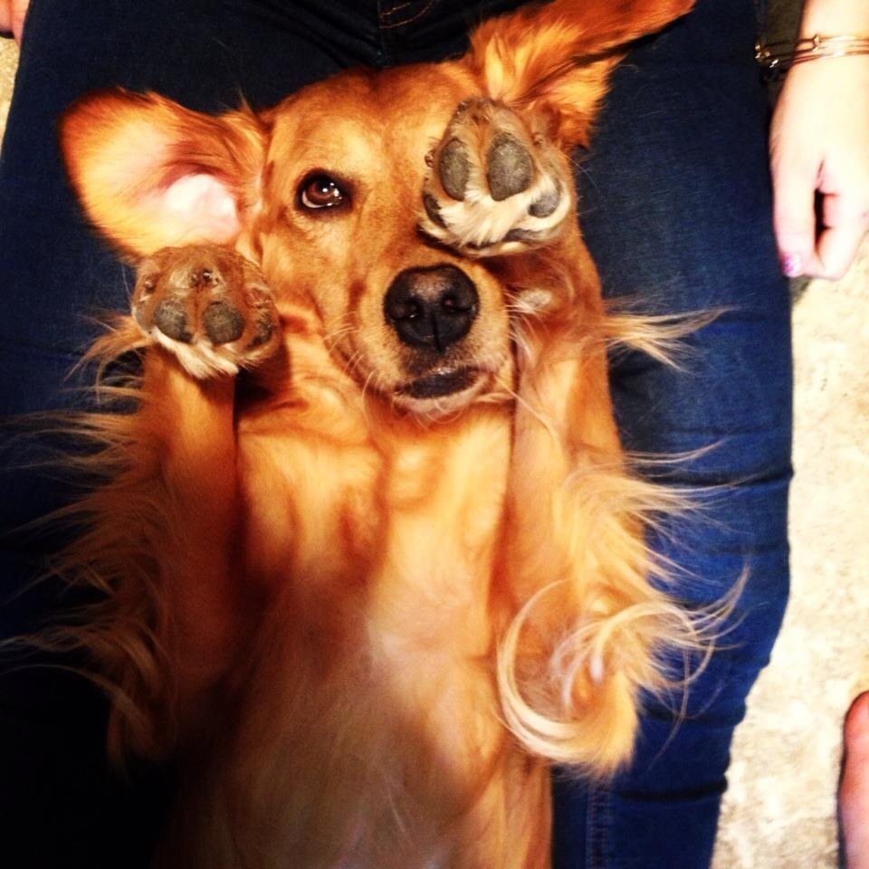 19 Times Riley The Golden Retriever Was Your Favorite Goofball