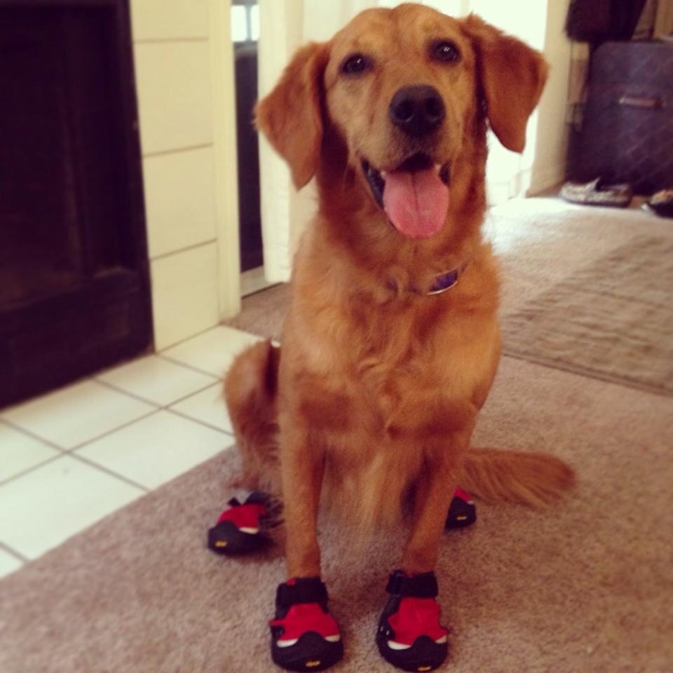 19 Times Riley The Golden Retriever Was Your Favorite Goofball