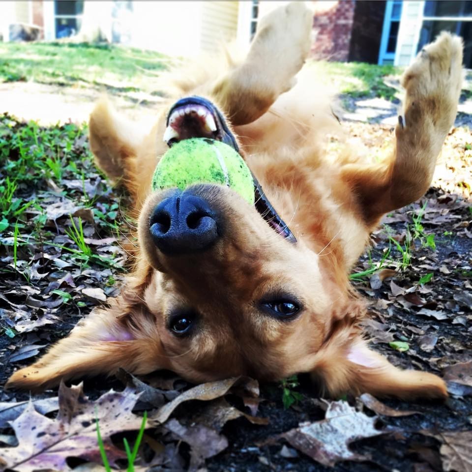 19 Times Riley The Golden Retriever Was Your Favorite Goofball
