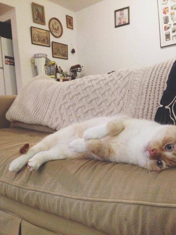 12 Cats Who Literally Just Can’t