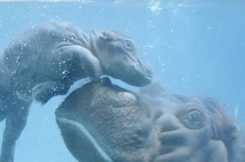 Mama Hippo Helps Baby Hippo Swim