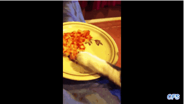 cat stealing pizza gif