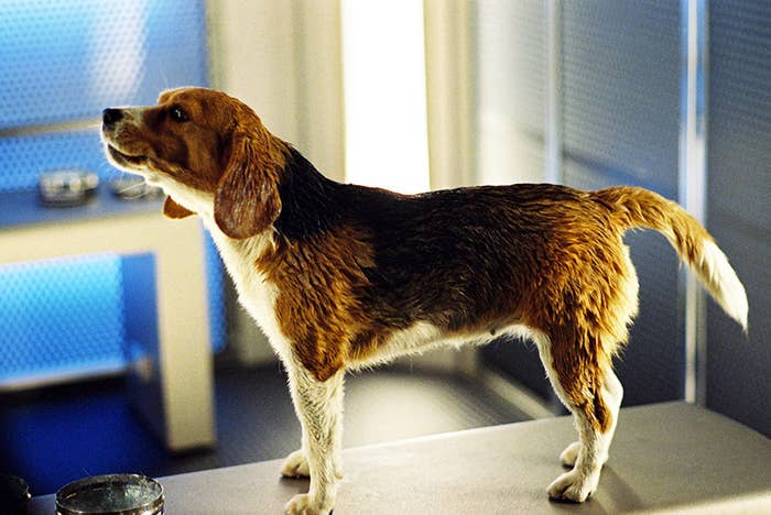 The Cutest TV Dogs Of The Last 20 Years