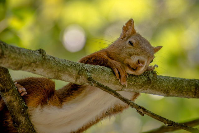 13 Animals Who Just Hit That 3 P.M. Slump