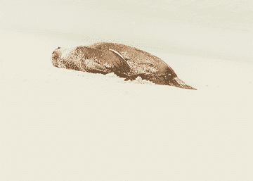 13 Animals Who Just Hit That 3 P.M. Slump