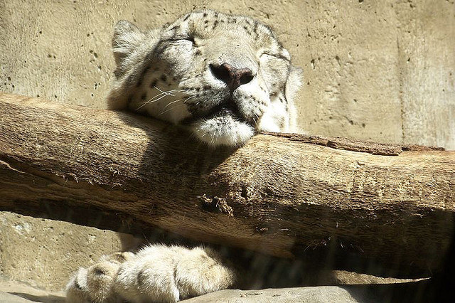 13 Animals Who Just Hit That 3 P.M. Slump