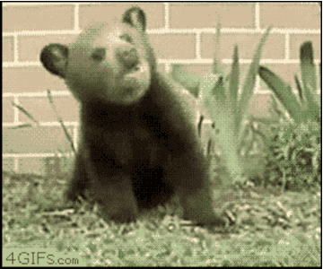 16 Animal Sneezes That Are Too Cute To Handle