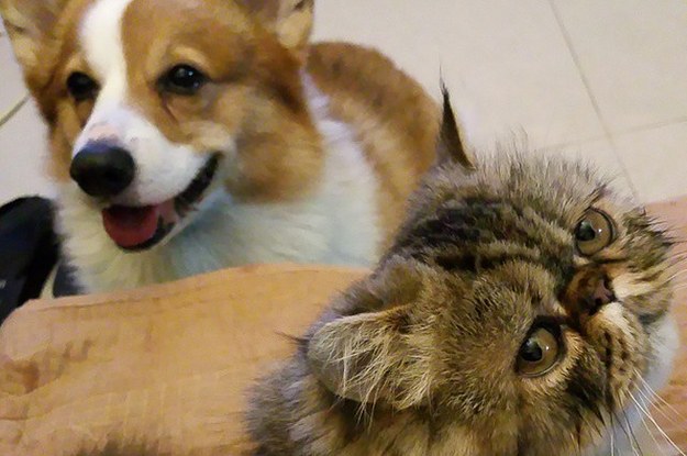 There Is A Cat Who Is The World's Most Relatable Introvert