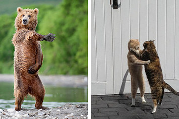 28 Animals With Dance Moves We Can All Be Jealous Of