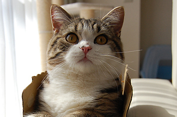The Most Famous Internet Cats Who Deserve To Be Treated